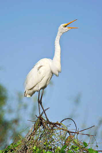 JERRY BARNETT PHOTOGRAPHY/Great Egret_Call_Sharks_Valley-FL_2-4-10-21-128