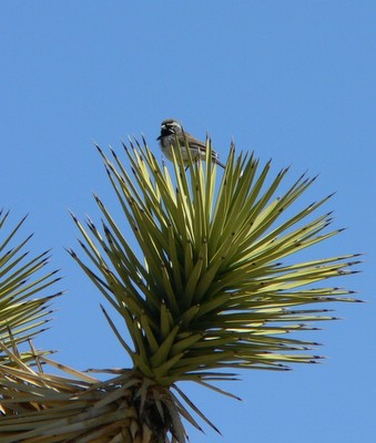 Trip West - Joshua Trees