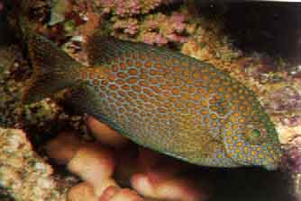 These species are almost impossible to keep and should be left alone