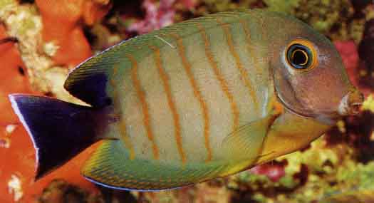 These species are almost impossible to keep and should be left alone