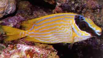 These species are almost impossible to keep and should be left alone