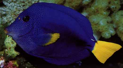 Do purple tangs lose their lines as they get bigger? - Reef Central ...